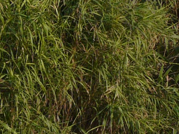tall grass texture 0025 - Texturelib